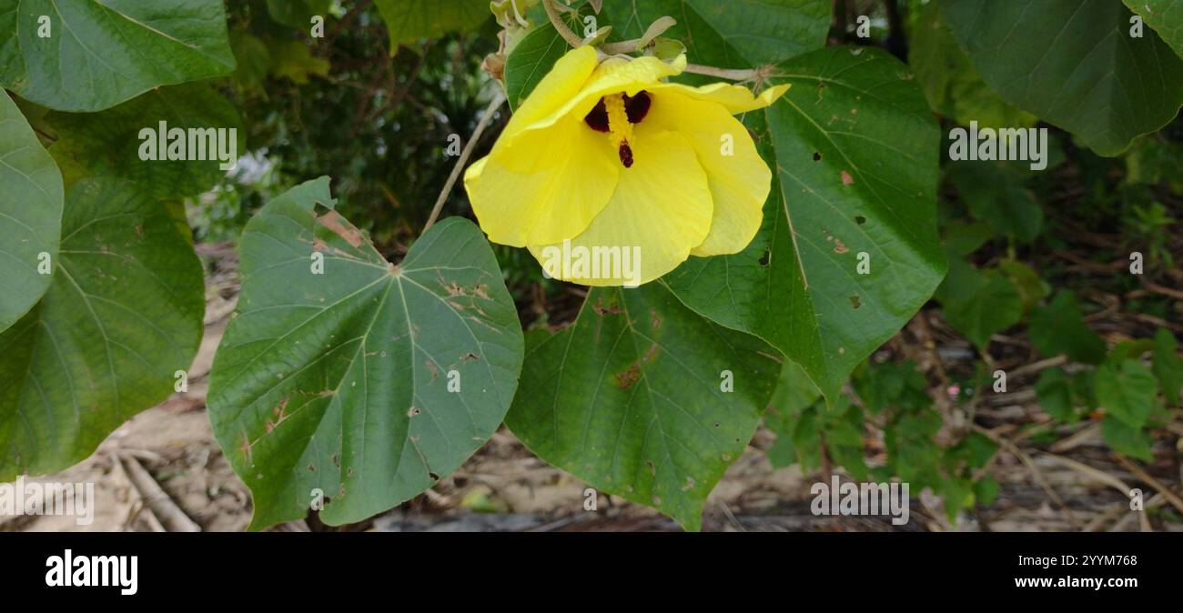 sea hibiscus (Hibiscus tiliaceus Stock Photo - Alamy