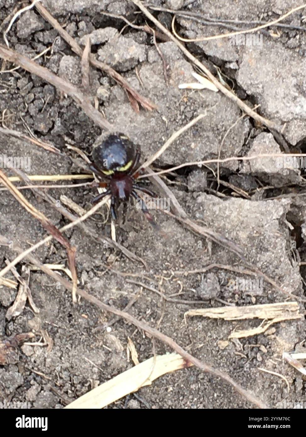Ant Comb-Footed Spider (Asagena phalerata Stock Photo - Alamy