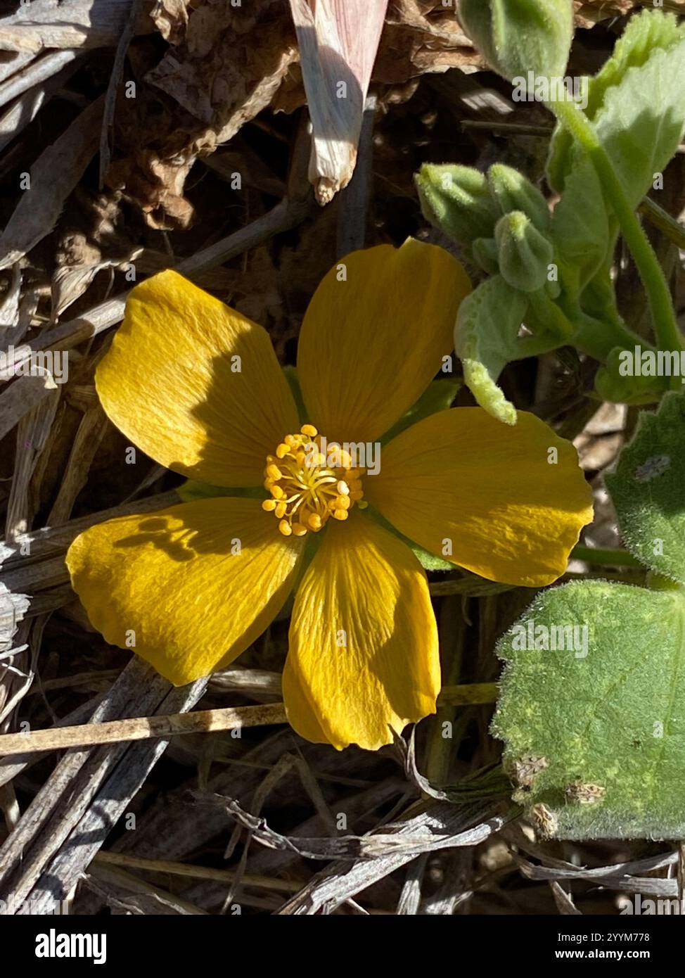 Indian mallows (Abutilon Stock Photo - Alamy