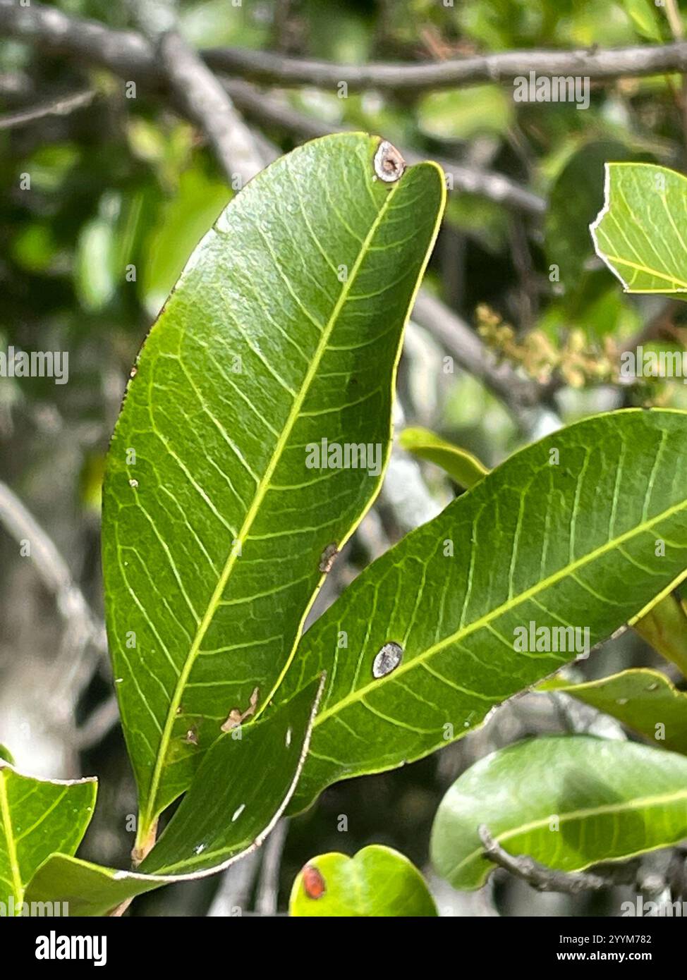 soapberry family (Sapindaceae Stock Photo - Alamy