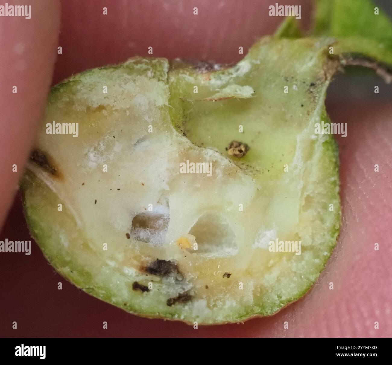 Hackberry Petiole Gall Psyllid (Pachypsylla venusta Stock Photo - Alamy