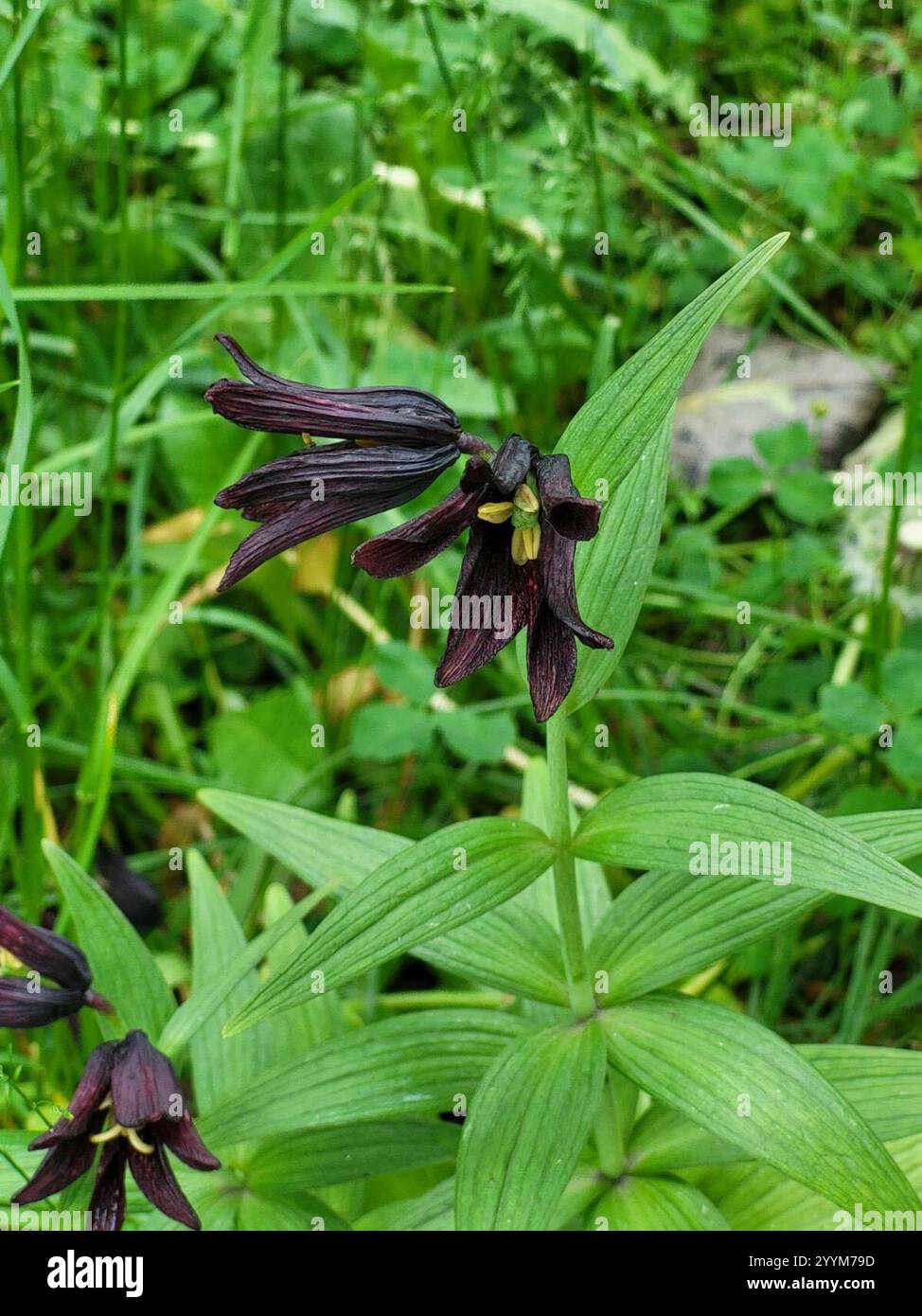 Rice root (Fritillaria camschatcensis Stock Photo - Alamy