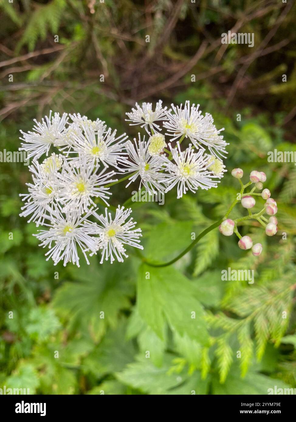 Carolina bugbane (Trautvetteria caroliniensis Stock Photo - Alamy