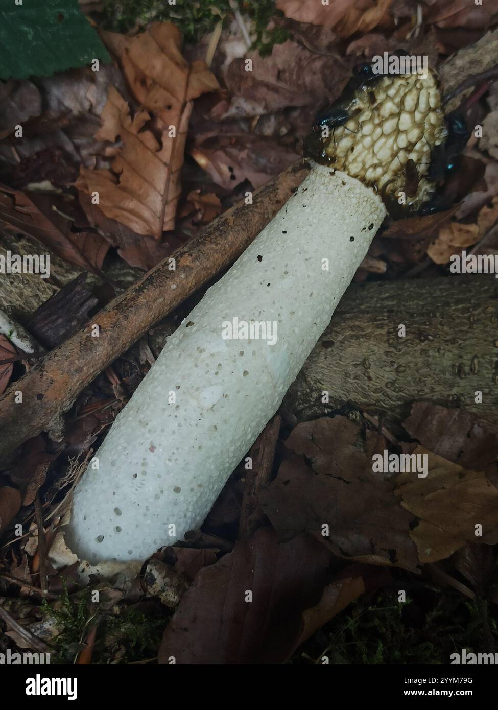 common stinkhorn (Phallus impudicus Stock Photo - Alamy