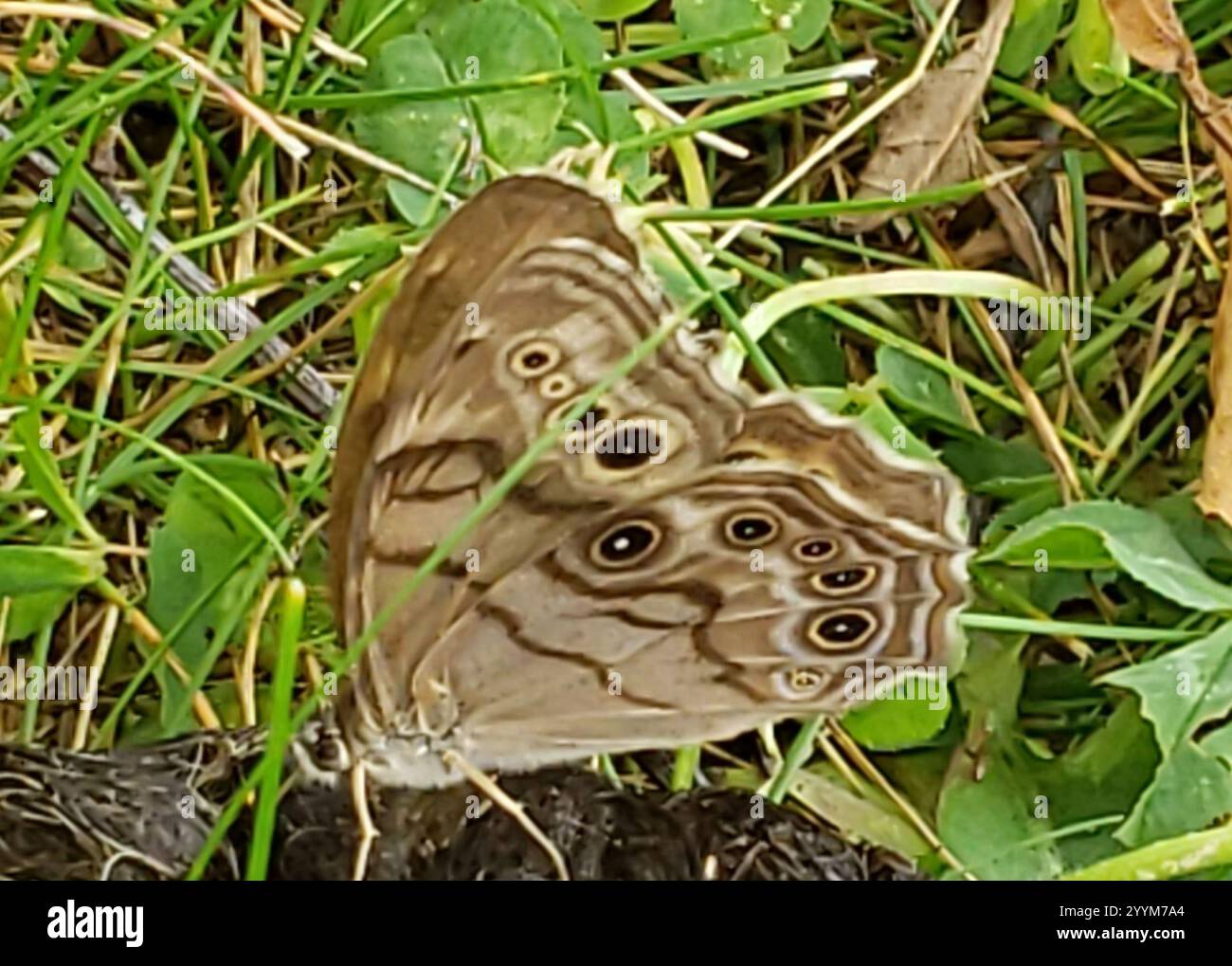 Northern Pearly-eye (Lethe anthedon Stock Photo - Alamy
