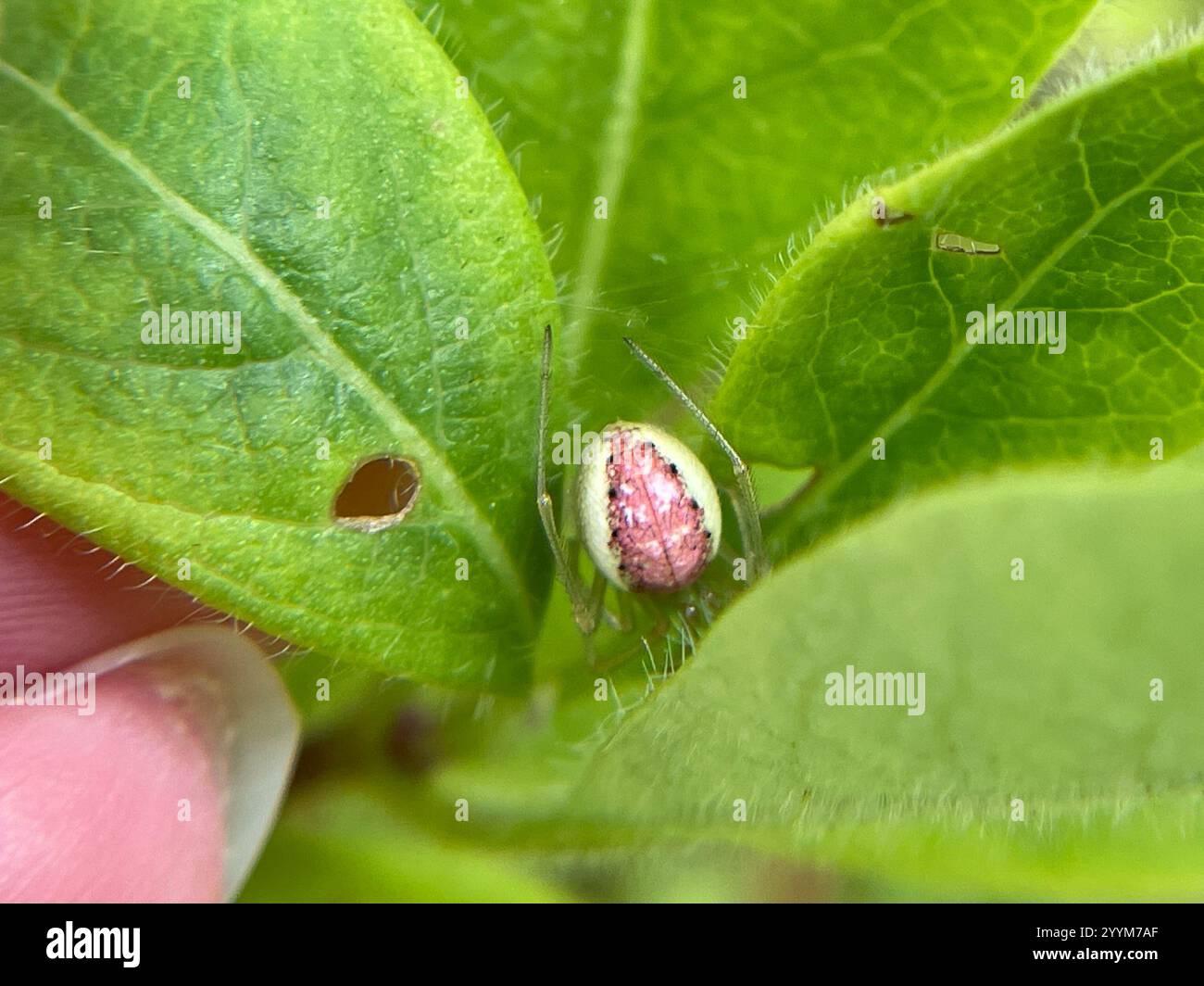 Common candy-striped spider (Enoplognatha ovata Stock Photo - Alamy
