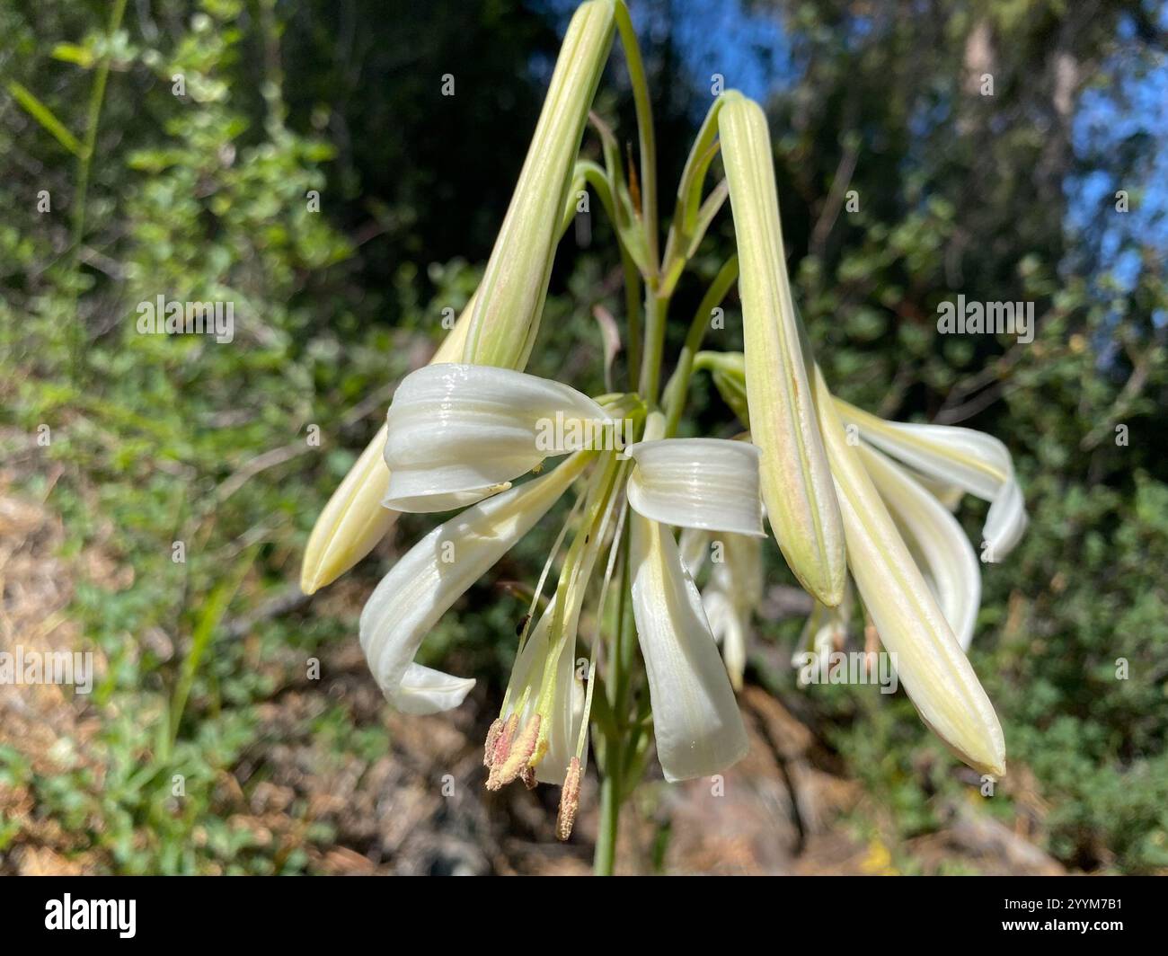 Washington lily (Lilium washingtonianum Stock Photo - Alamy