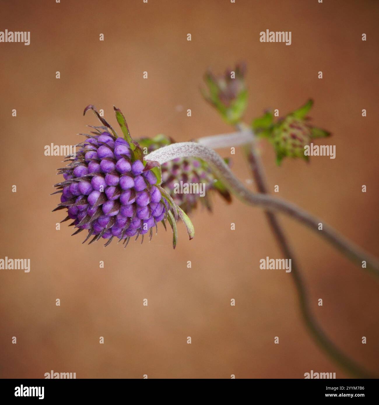 Devil's-bit Scabious (Succisa pratensis Stock Photo - Alamy