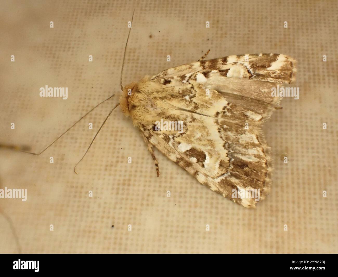 Geometer Moths (Geometridae Stock Photo - Alamy