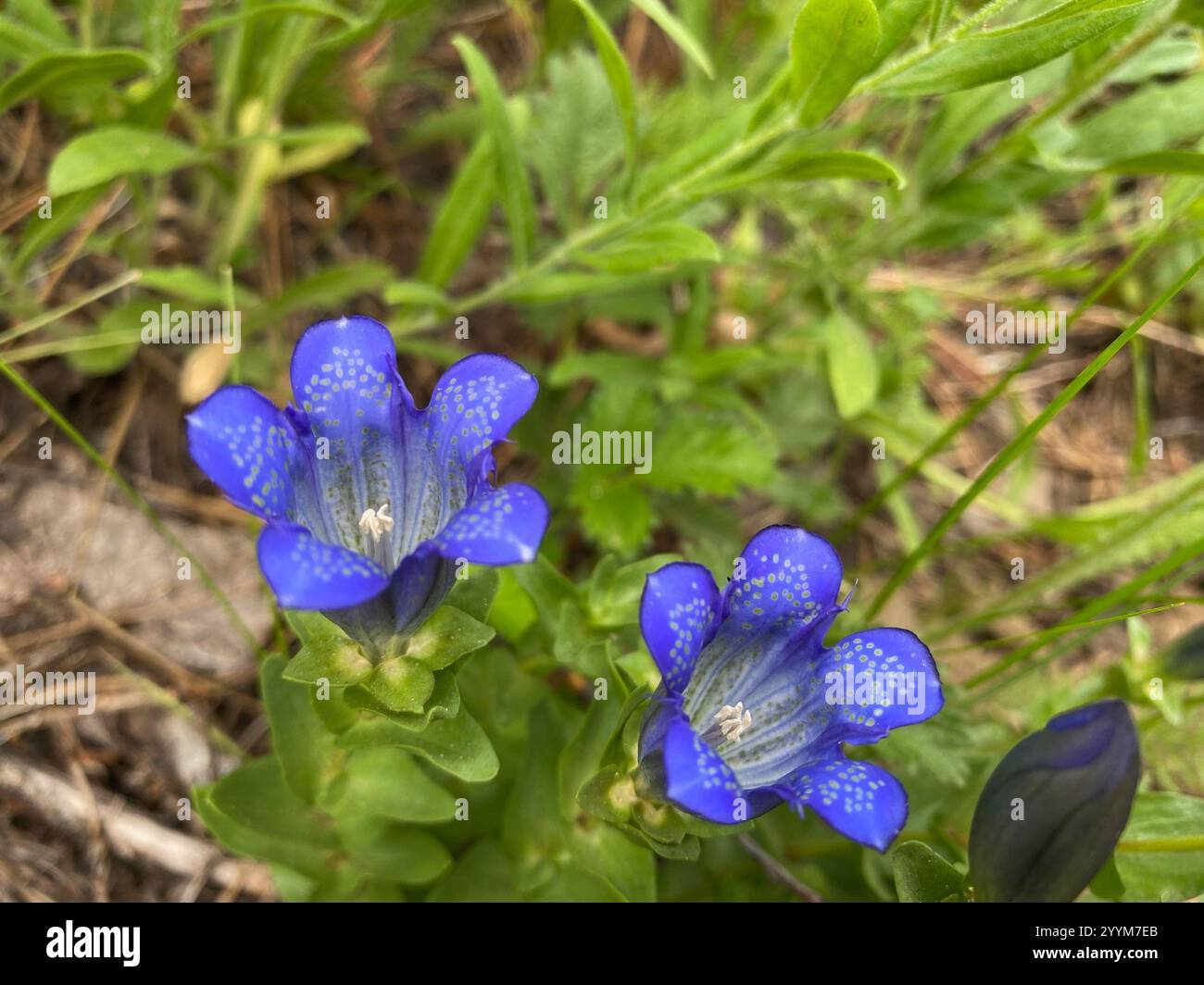 Mountain Bog Gentian (Gentiana calycosa Stock Photo - Alamy