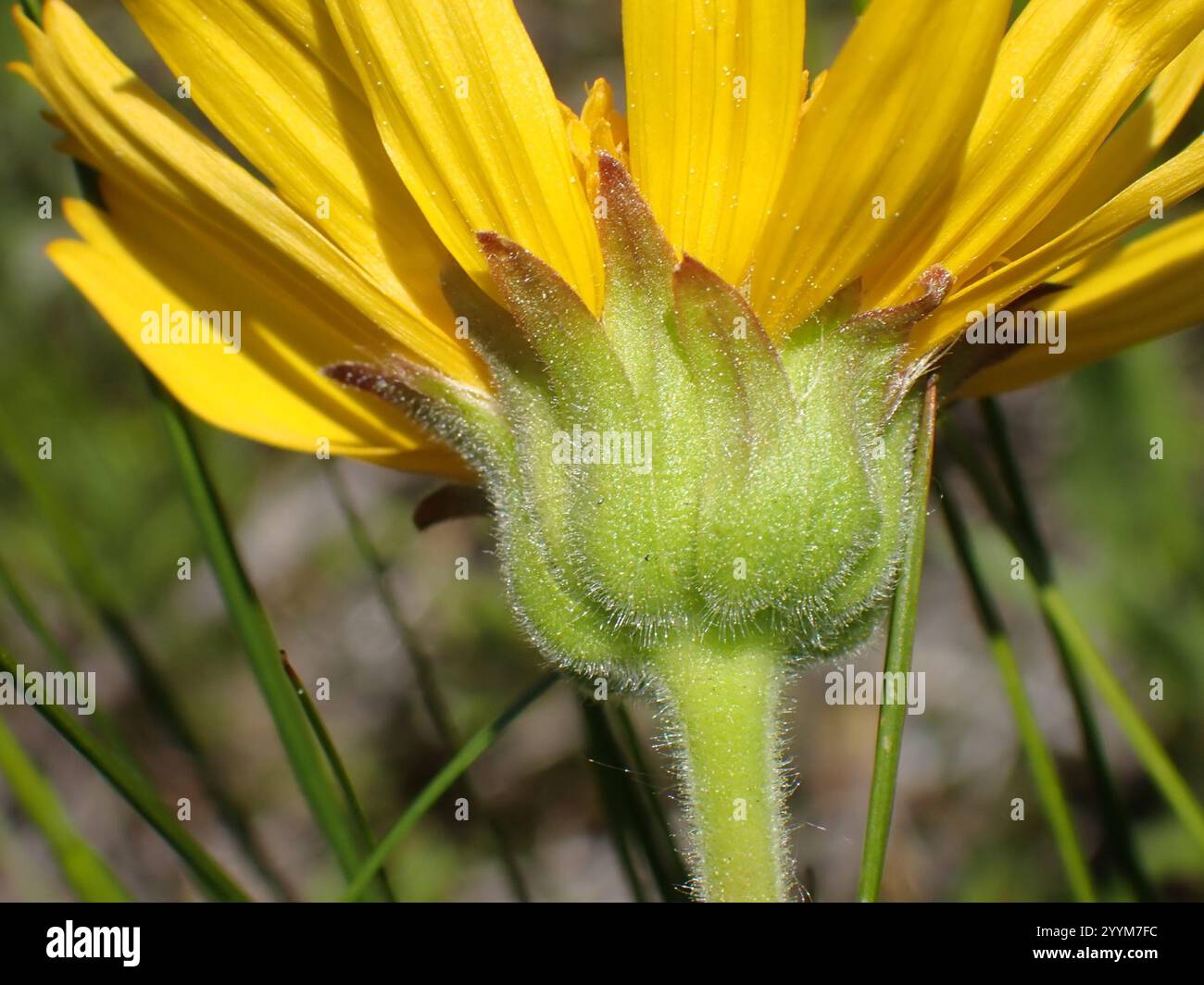 Desert Yellow Fleabane (Erigeron linearis Stock Photo - Alamy