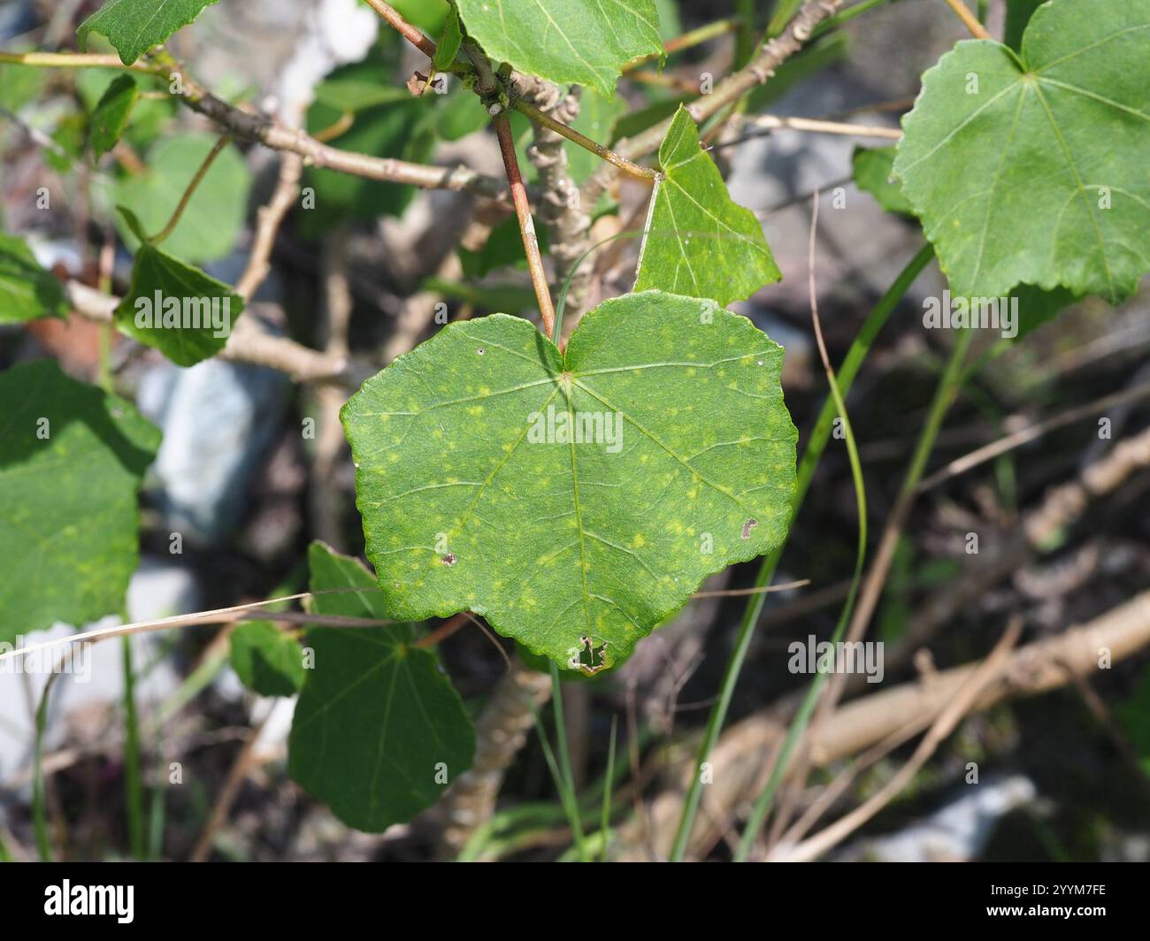 Taiwan cotton rose (Hibiscus taiwanensis Stock Photo - Alamy