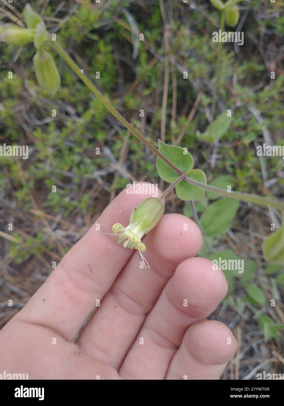 Campanulate Campion (Silene greenei Stock Photo - Alamy