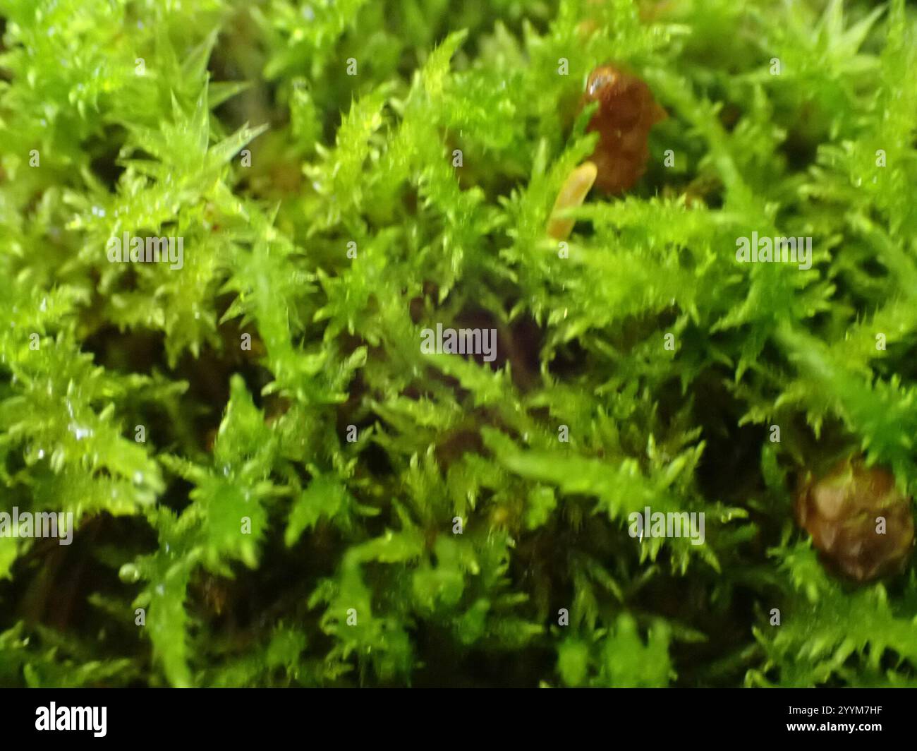 Fern leaved hook moss hi-res stock photography and images - Alamy