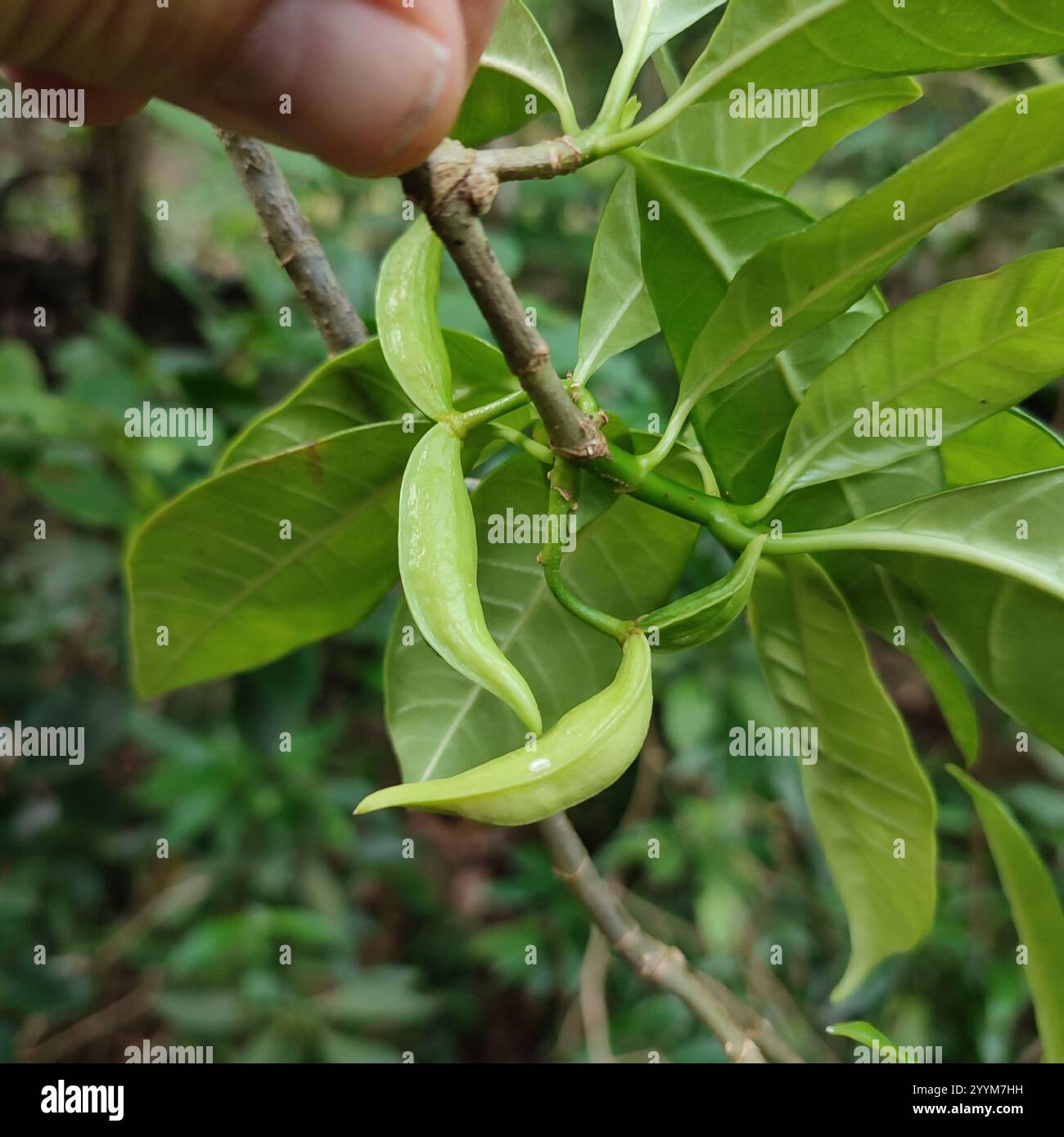 dogbane family (Apocynaceae Stock Photo - Alamy
