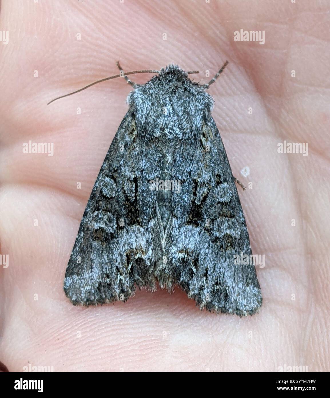 Cutworms and Dart Moths (Noctuinae Stock Photo - Alamy