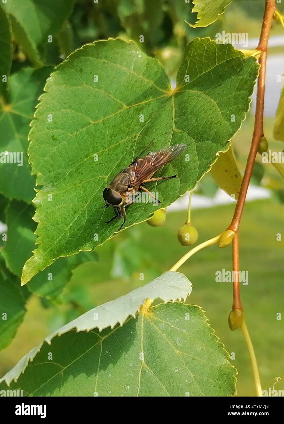True Horse Flies (Tabanus Stock Photo - Alamy