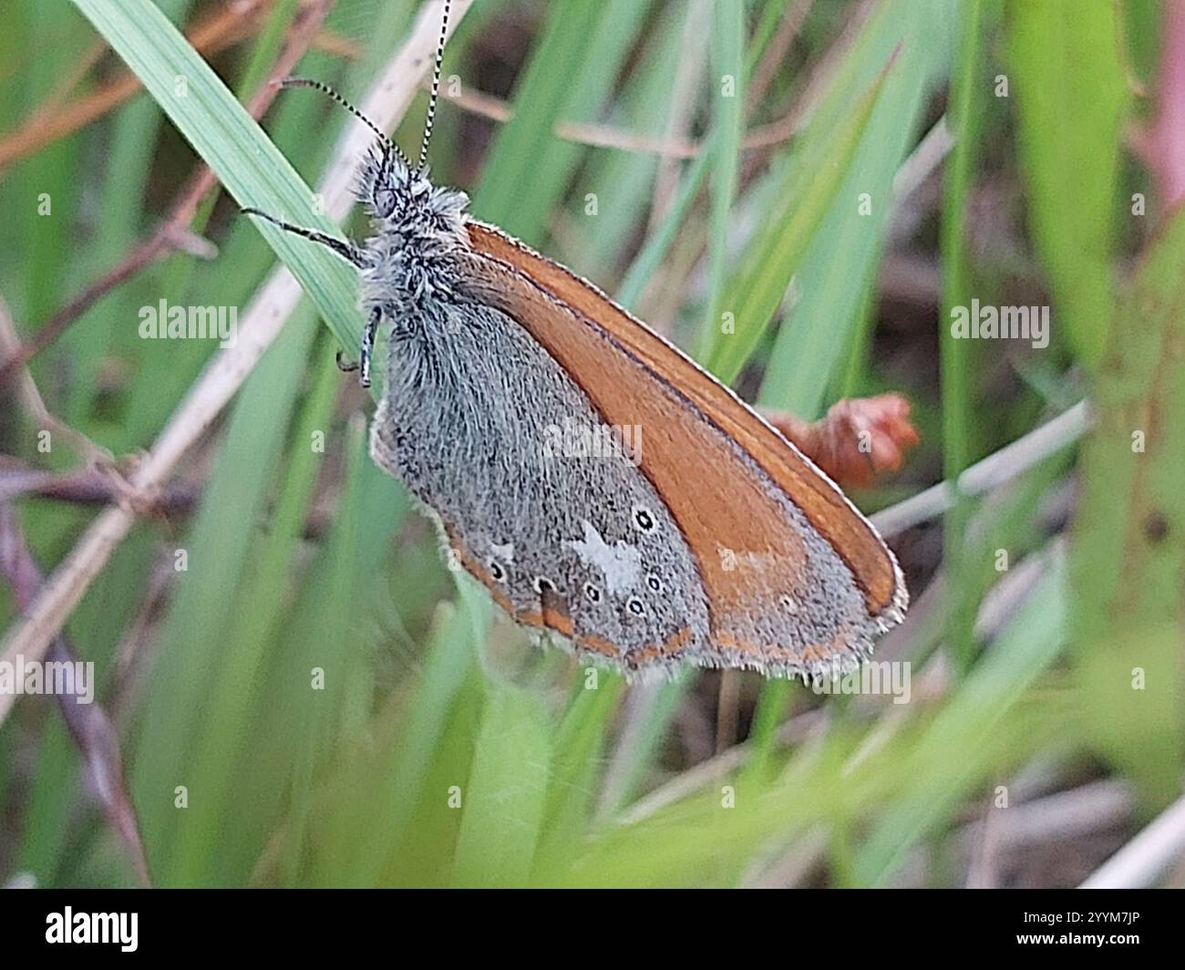 Chestnut Heath (Coenonympha glycerion Stock Photo - Alamy