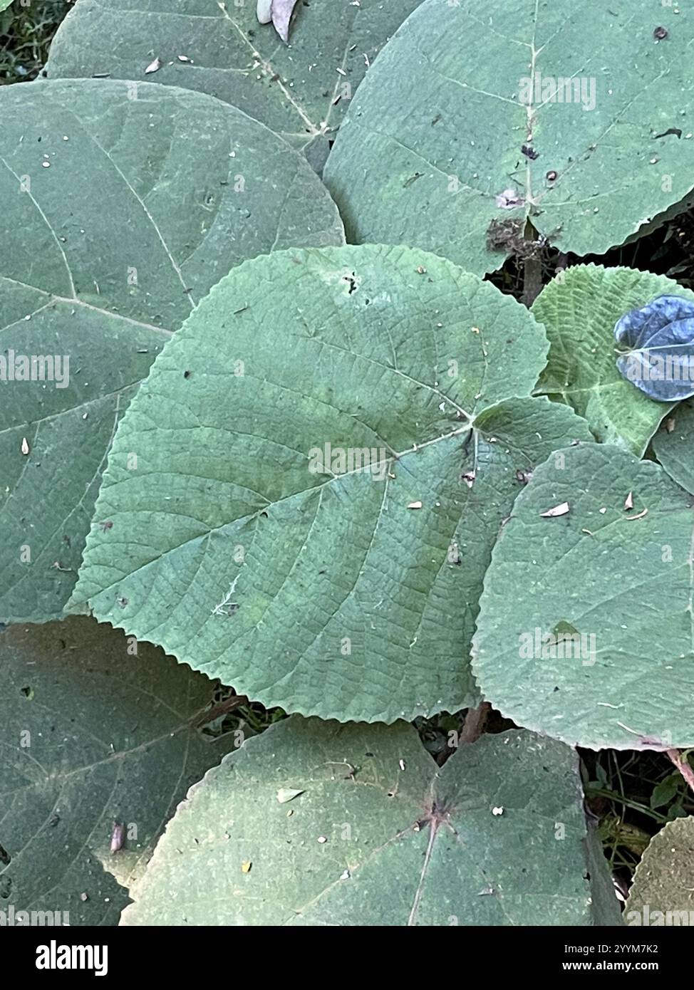 Giant Stinging Tree (Dendrocnide excelsa Stock Photo - Alamy