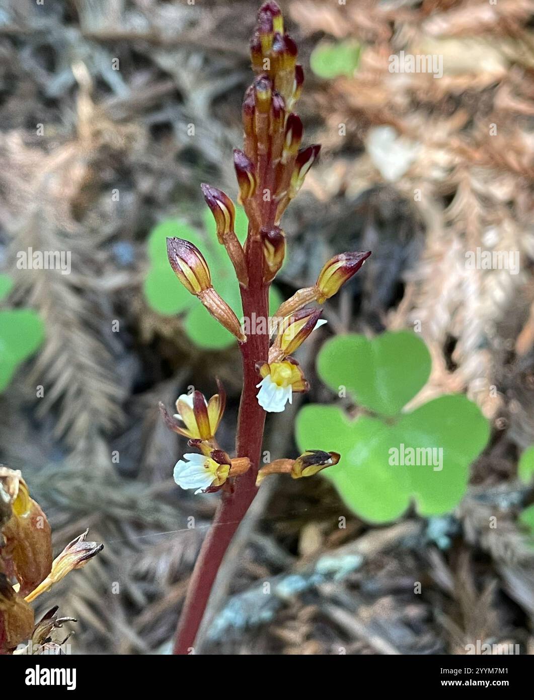 Eastern spotted coralroot (Corallorhiza maculata maculata Stock Photo ...