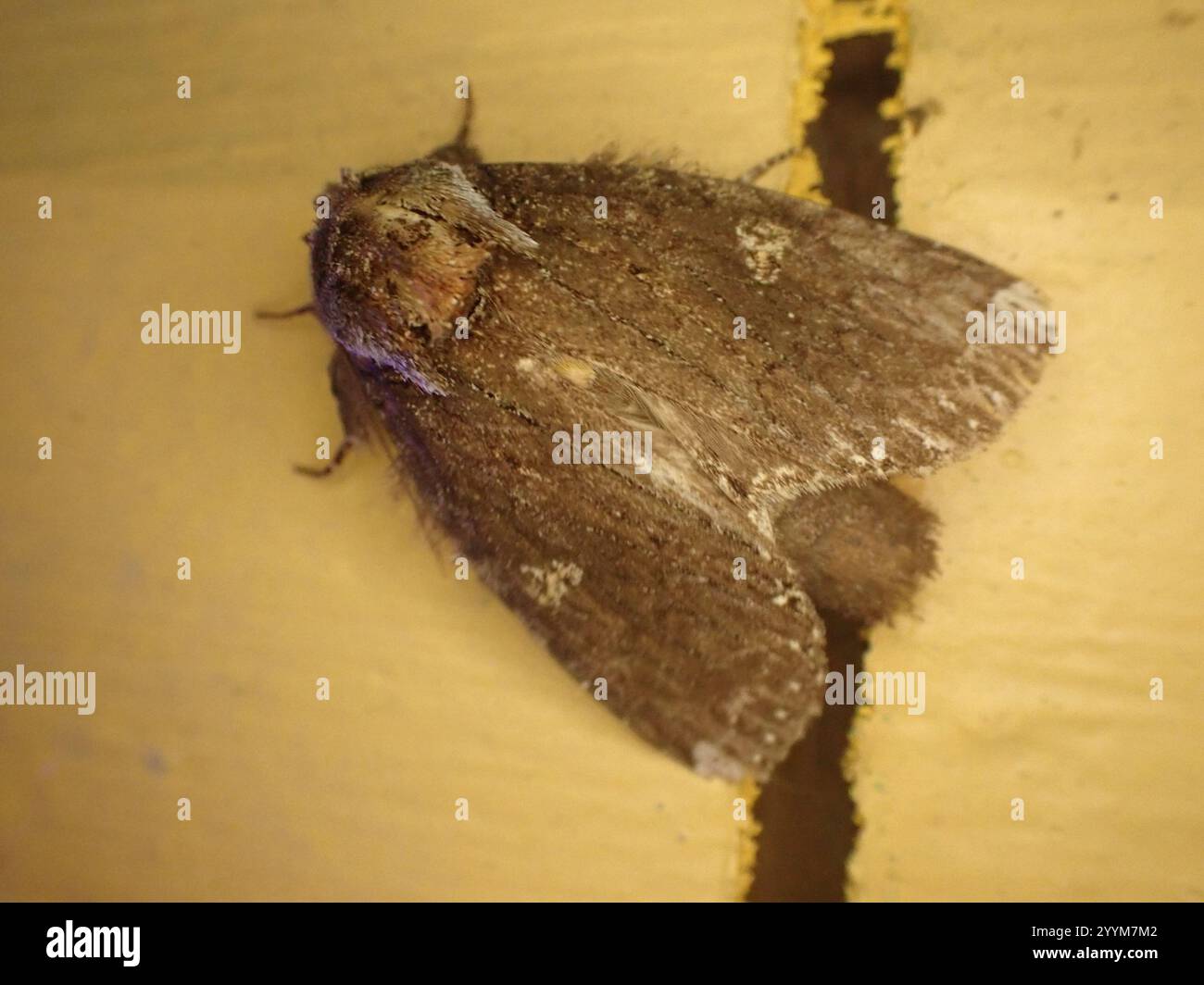 Prominent Moths (Notodontidae Stock Photo - Alamy