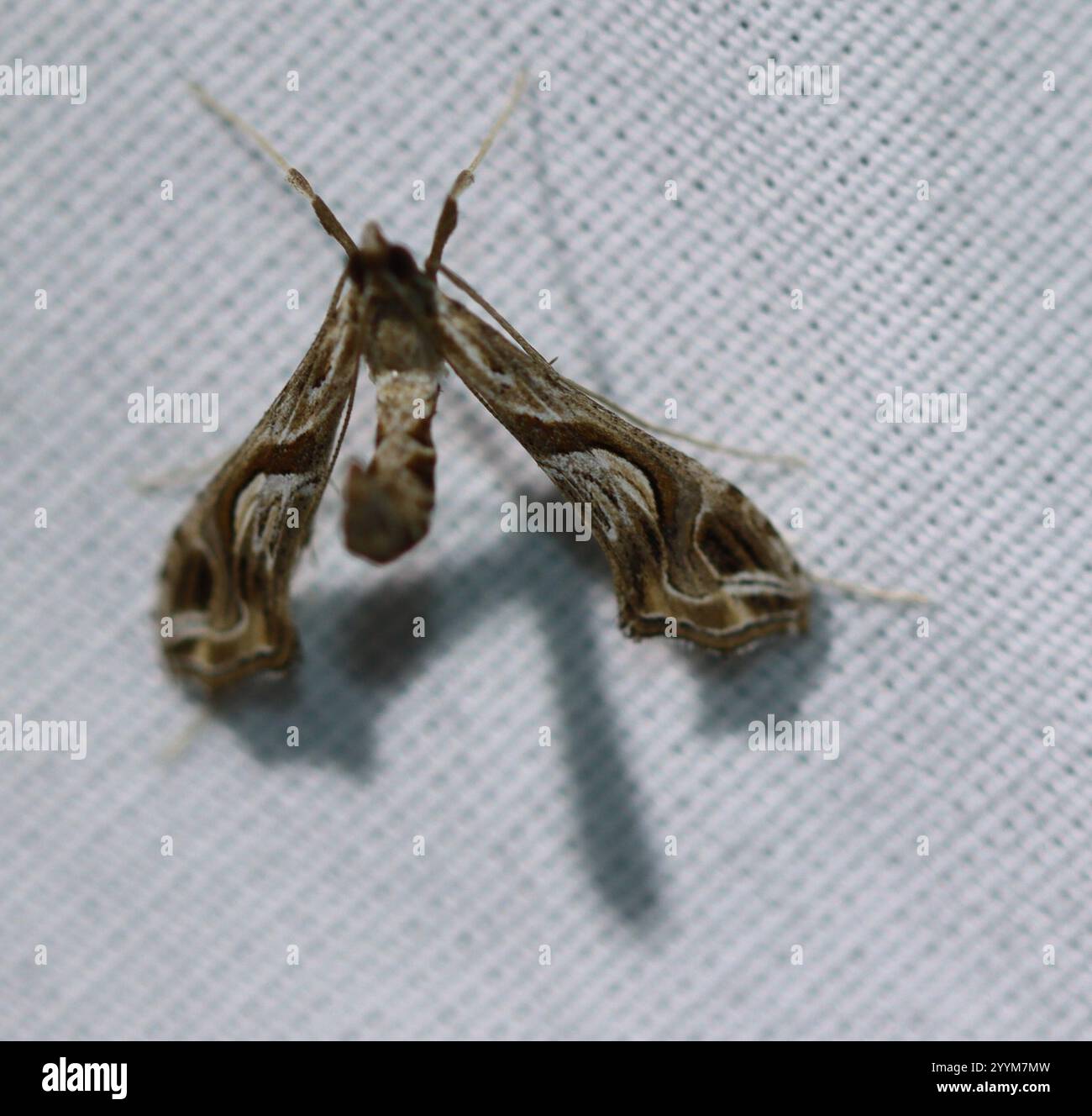 Eggplant Leafroller Moth (Lineodes integra Stock Photo - Alamy