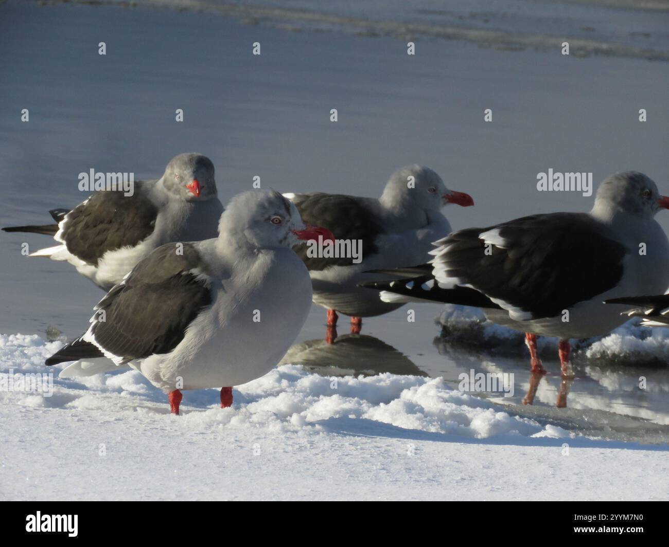 Dolphin Gull (Leucophaeus scoresbii Stock Photo - Alamy