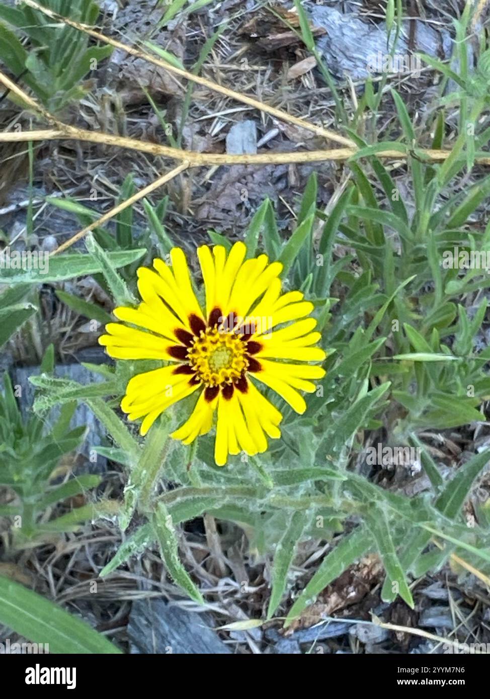 Common Madia (Madia elegans Stock Photo - Alamy