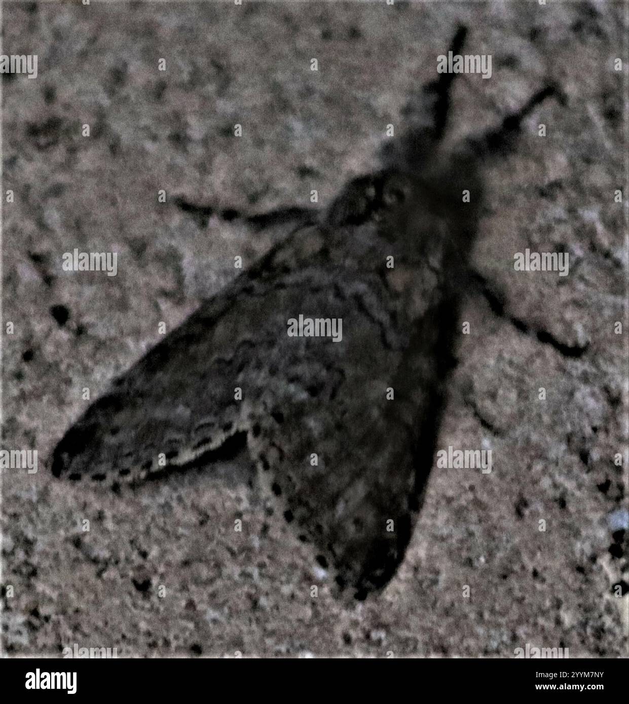 Tussock Moths (Lymantriinae Stock Photo - Alamy