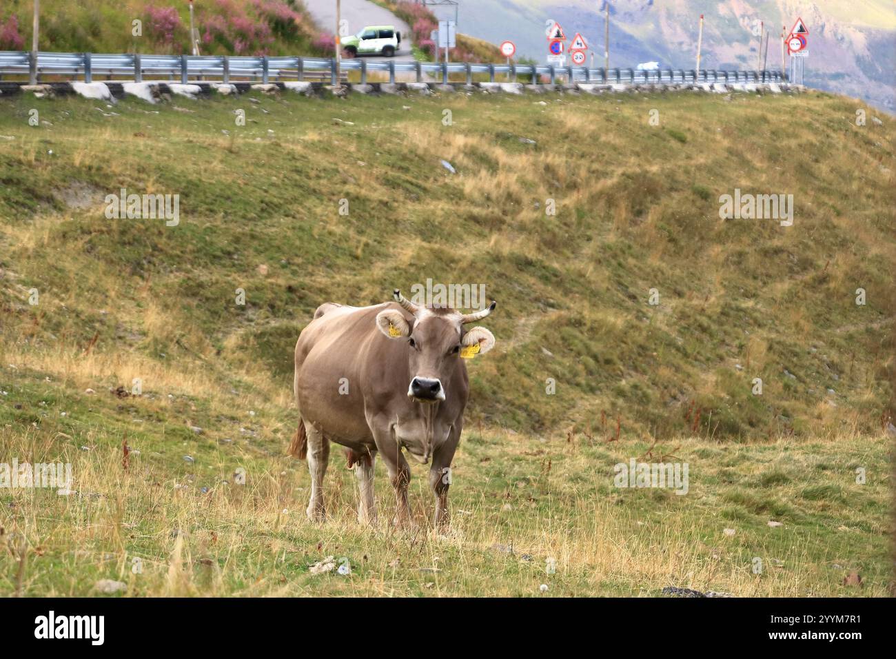 Cows field pyrenees france hi-res stock photography and images - Alamy