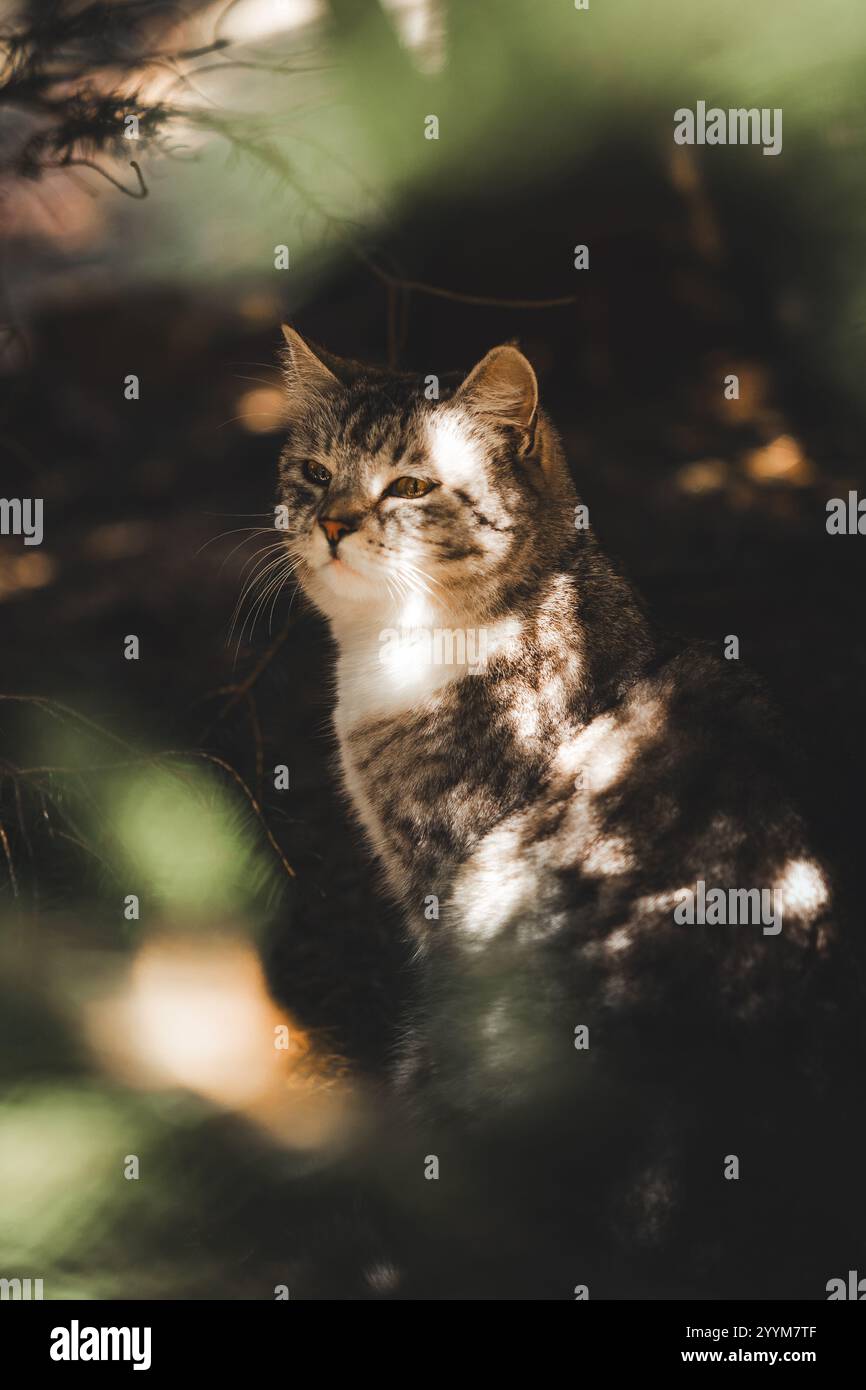 A cat is quietly sitting peacefully under the shade of a tall tree in ...