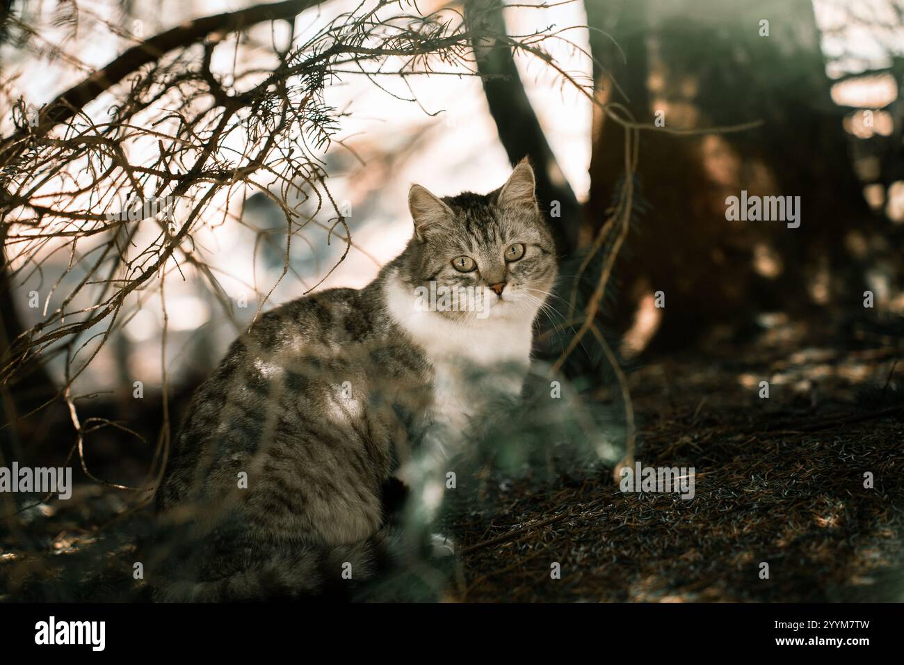 A cat is casually sitting under the shade of a large tree while ...