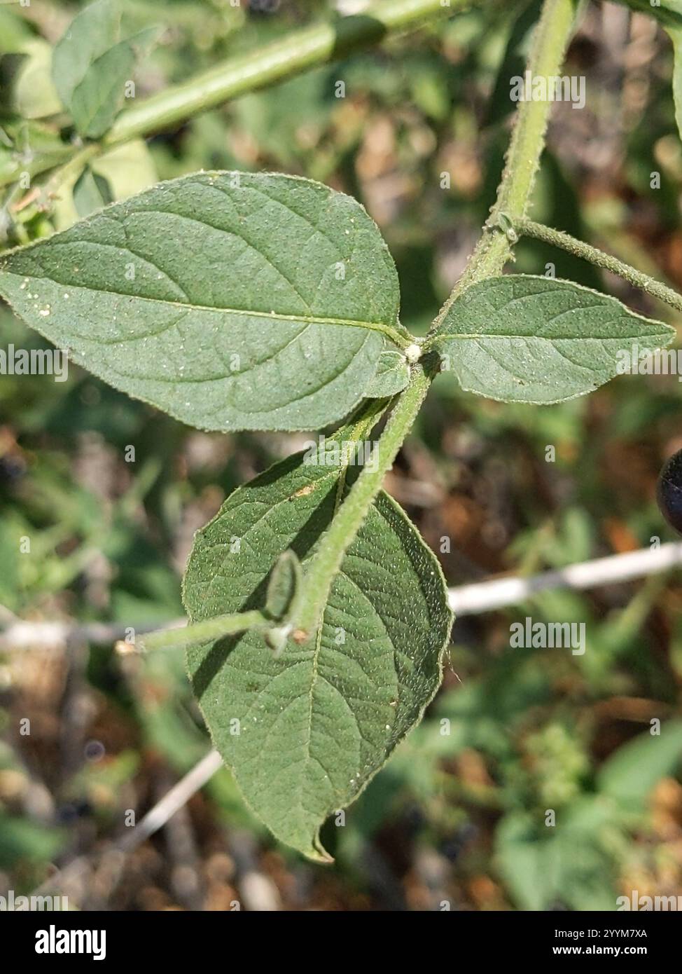 greenspot nightshade (Solanum douglasii Stock Photo - Alamy