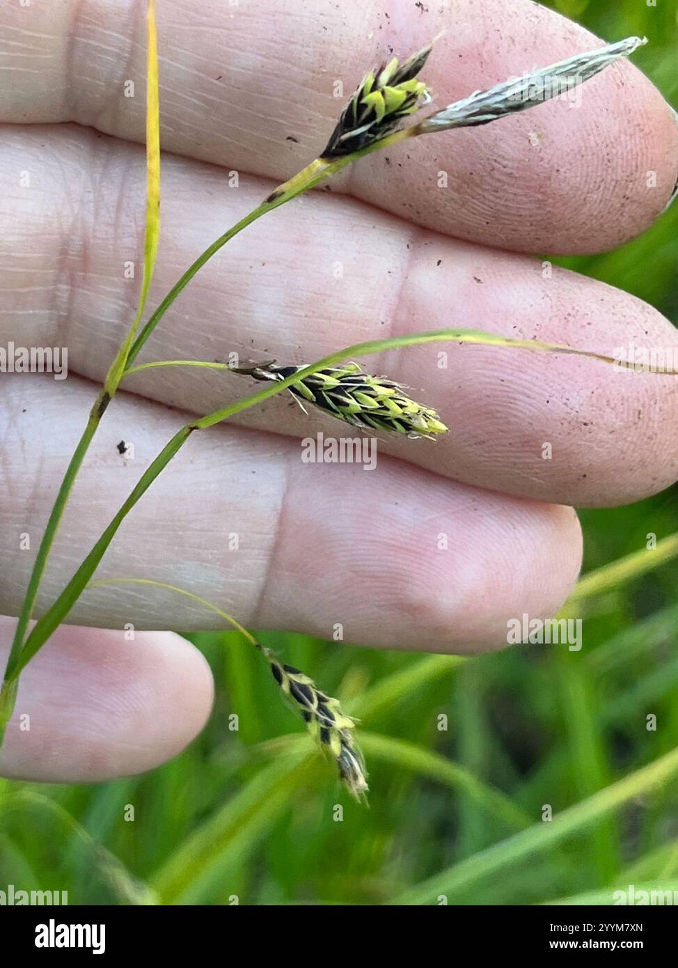 Alaska Large Awn Sedge (Carex macrochaeta Stock Photo - Alamy