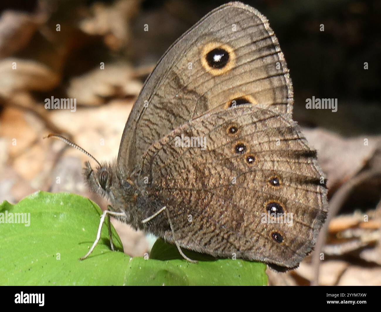 Common Wood-Nymph (Cercyonis pegala Stock Photo - Alamy