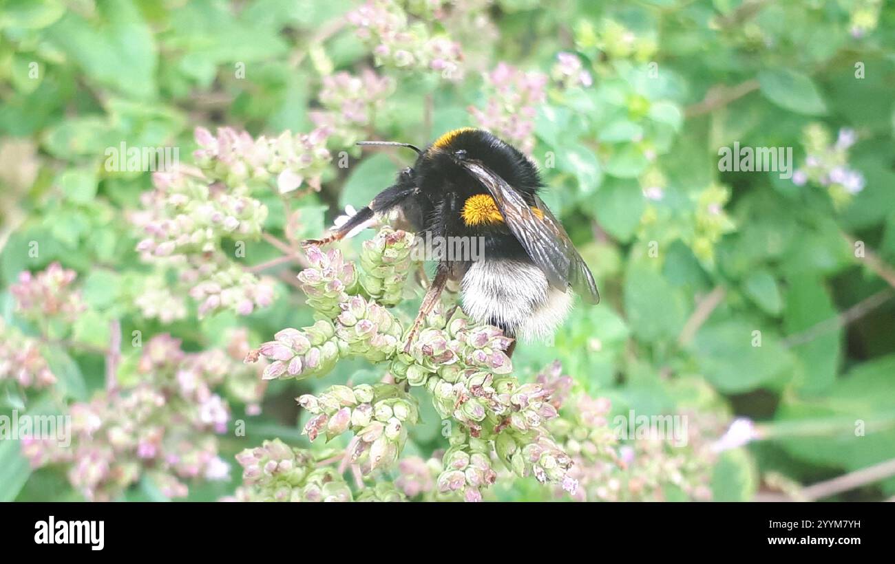 Buff-tailed Bumble Bee (Bombus terrestris Stock Photo - Alamy