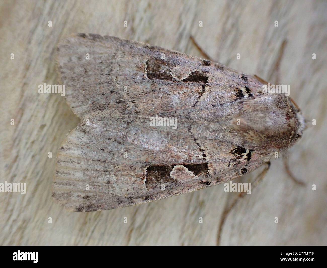 Double Square-spot (Xestia triangulum Stock Photo - Alamy