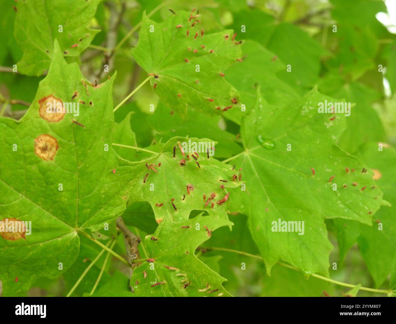 Maple Spindle Gall Mite (Vasates aceriscrumena Stock Photo - Alamy