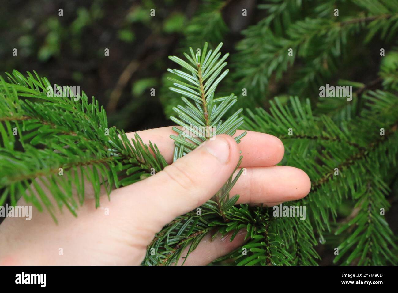 Pacific silver fir (Abies amabilis Stock Photo - Alamy