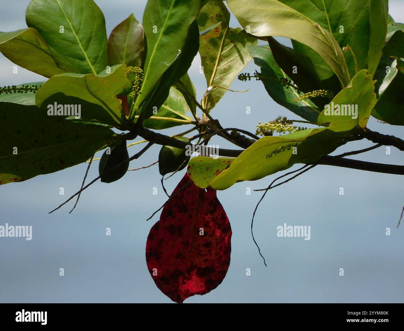 Sea Almond (Terminalia catappa Stock Photo - Alamy