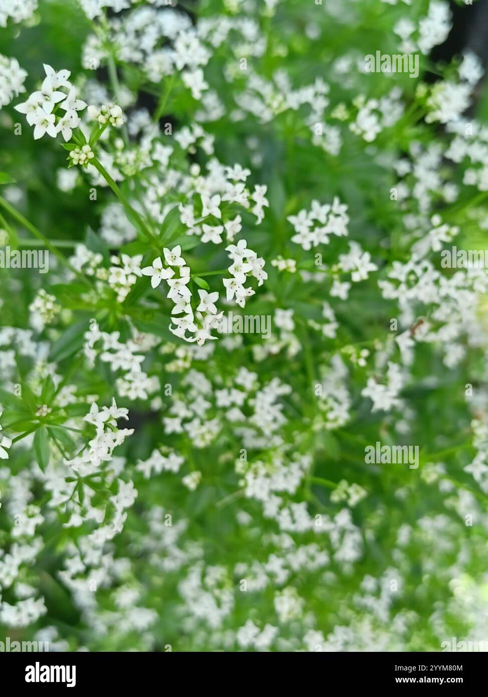 River Bedstraw (Galium rivale Stock Photo - Alamy