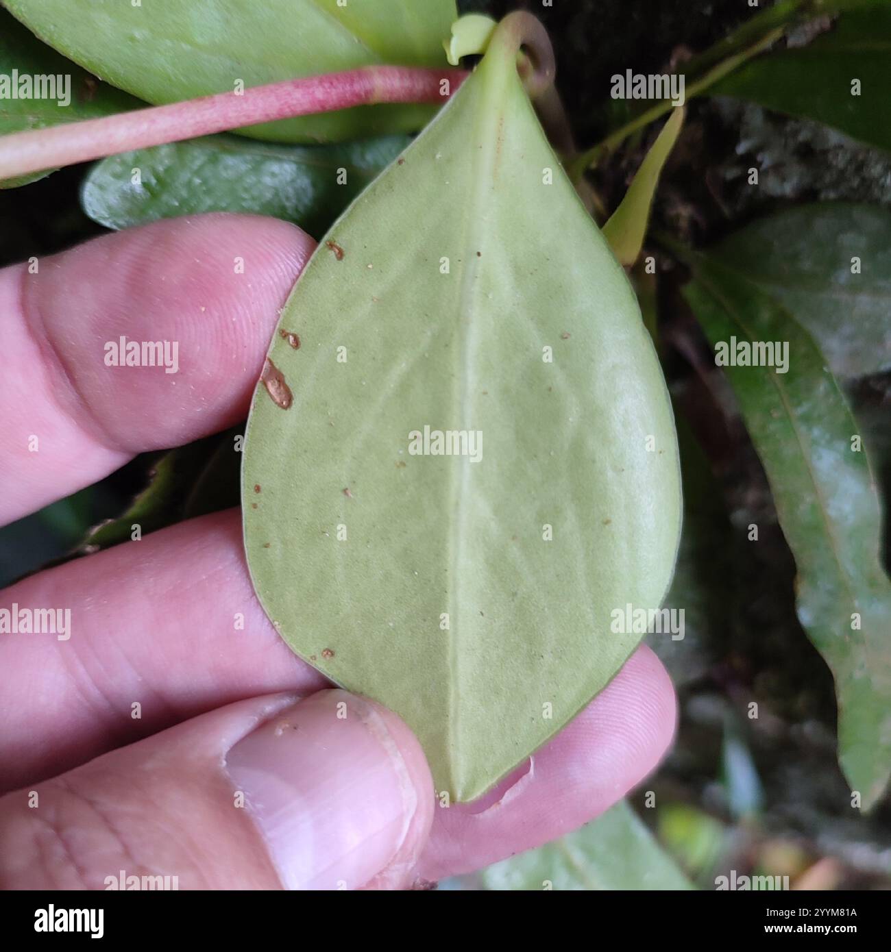 radiator plants (Peperomia Stock Photo - Alamy