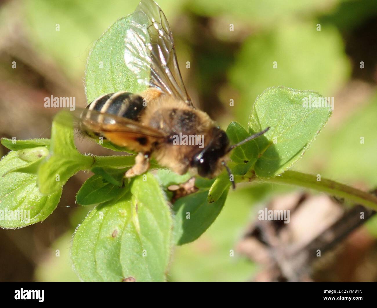 Mining Bees (Andrena Stock Photo - Alamy