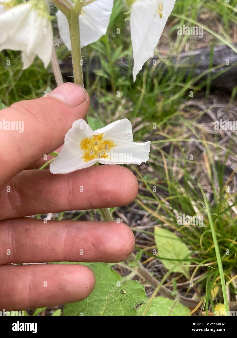 Large-flowered Ground-cherry (Leucophysalis grandiflora Stock Photo - Alamy