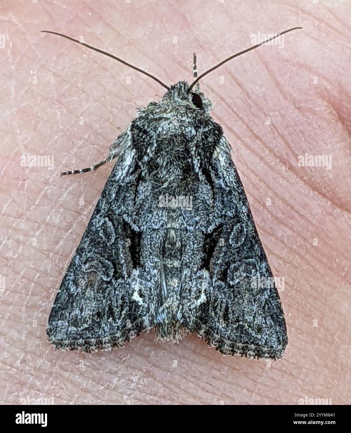 Cutworms and Dart Moths (Noctuinae Stock Photo - Alamy