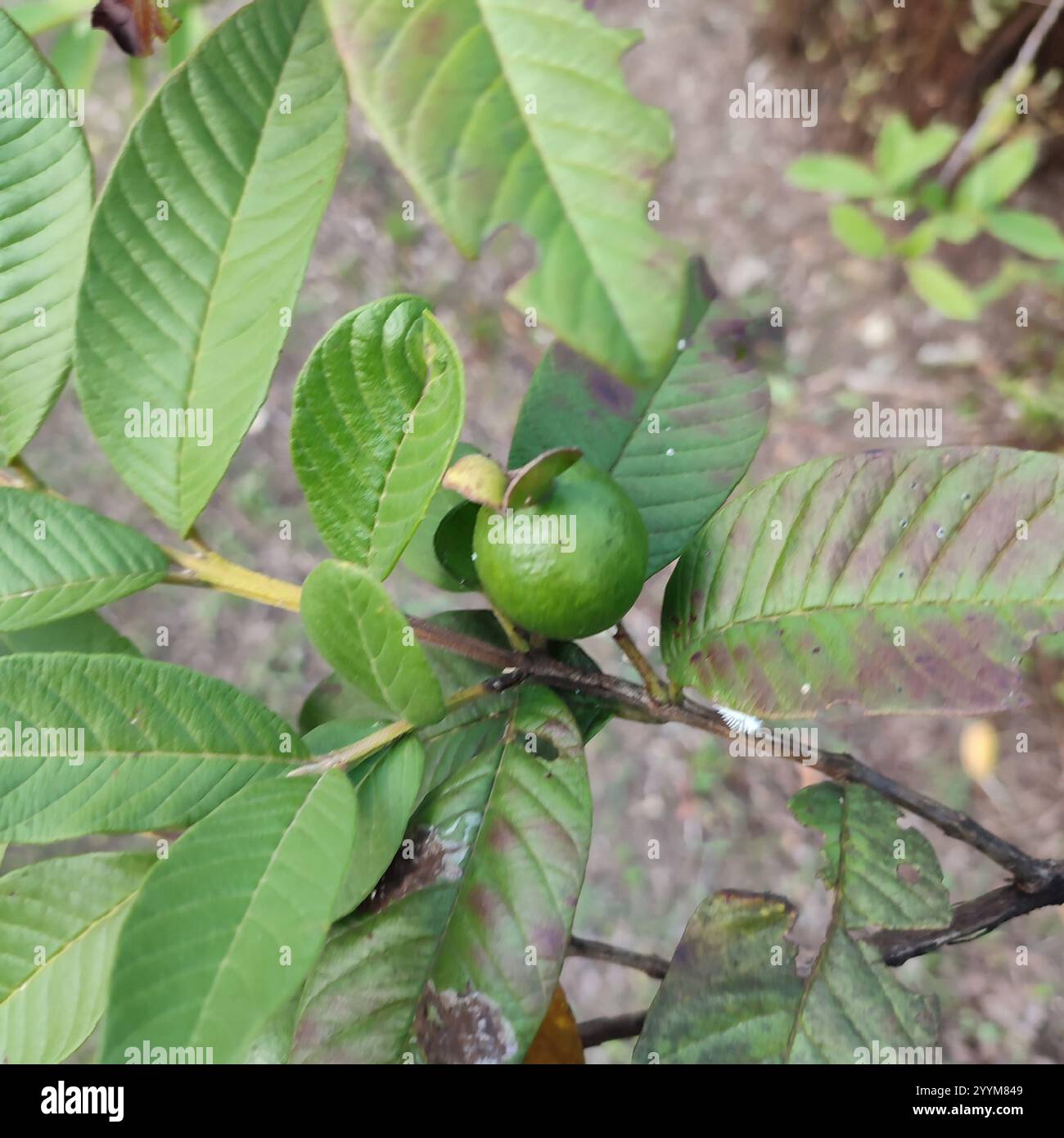 Common guava (Psidium guajava Stock Photo - Alamy