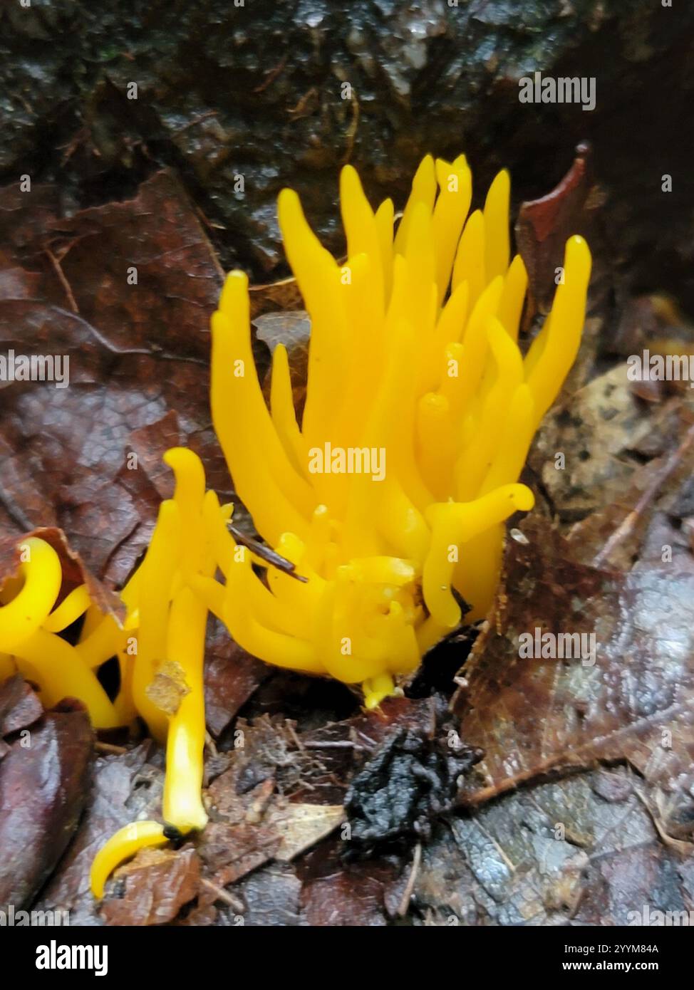 Golden Spindles (Clavulinopsis fusiformis Stock Photo - Alamy