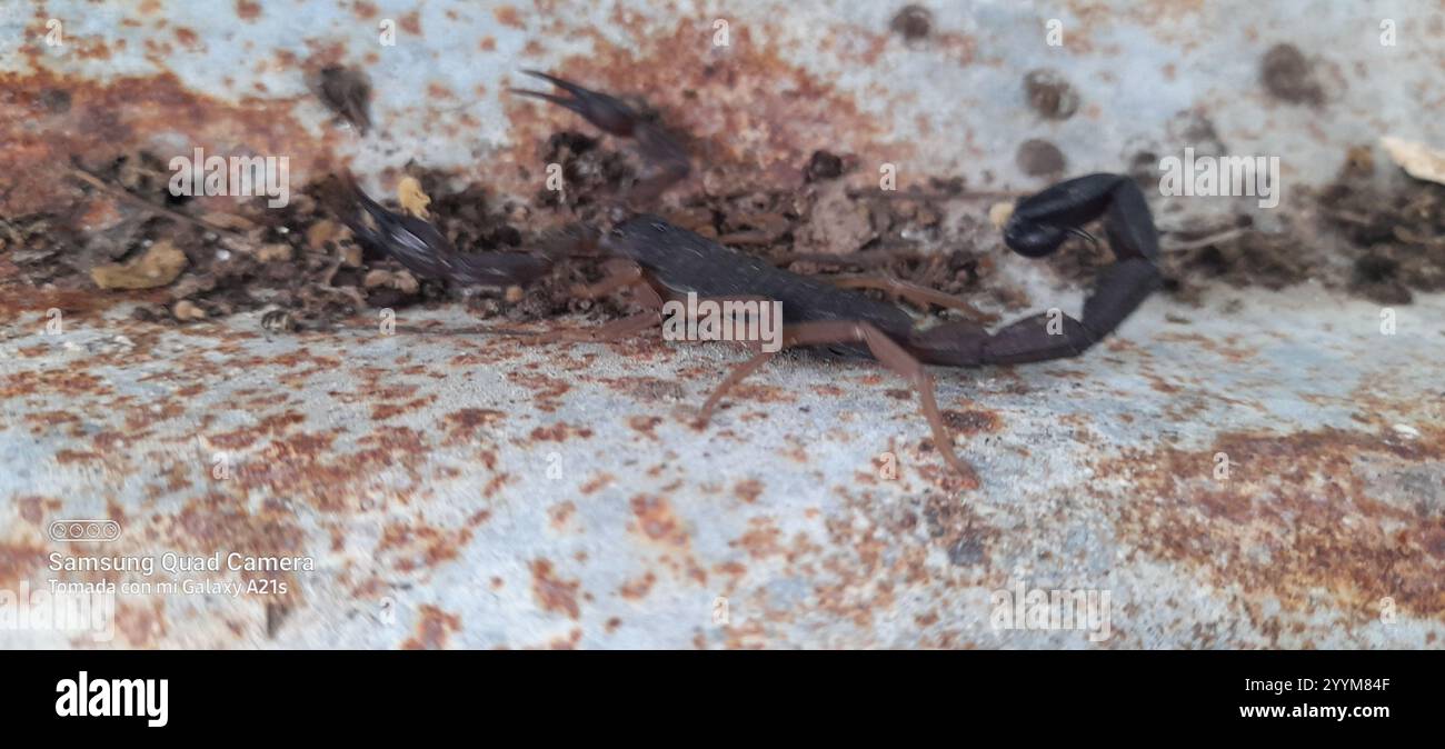 Slender scorpion hi-res stock photography and images - Alamy