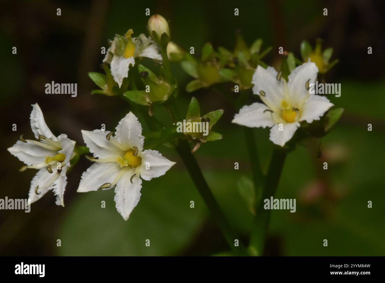 Deer-cabbage (Nephrophyllidium crista-galli Stock Photo - Alamy