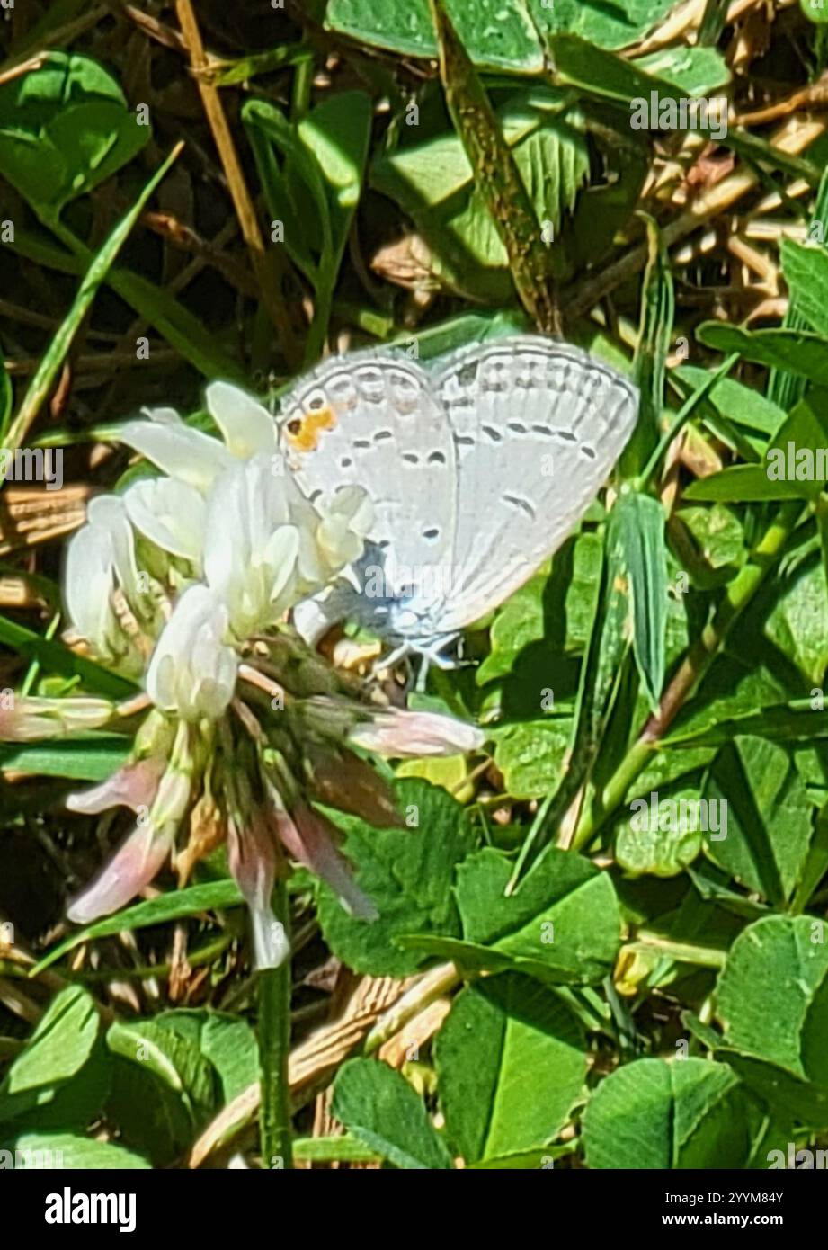 Eastern Tailed-Blue (Cupido comyntas Stock Photo - Alamy